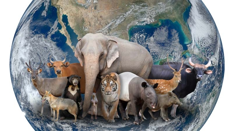 Endangered Species: What it Means for Us - Deborah King